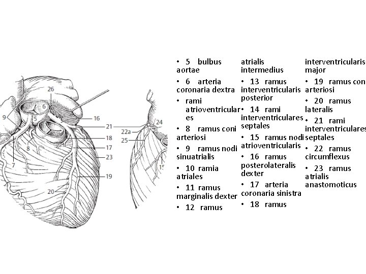 BASIC MEDICAL TERMINOLOGY I INTRODUCTION See the course