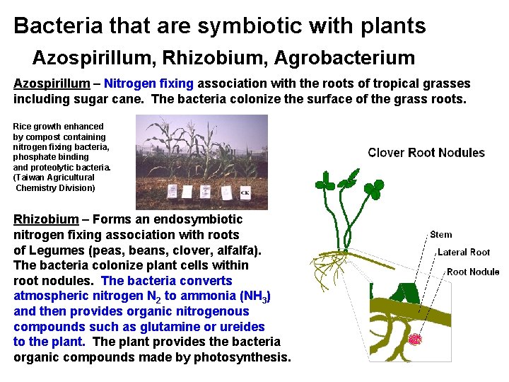 Gram Negative Bacteria Differences Between Gram Positive and