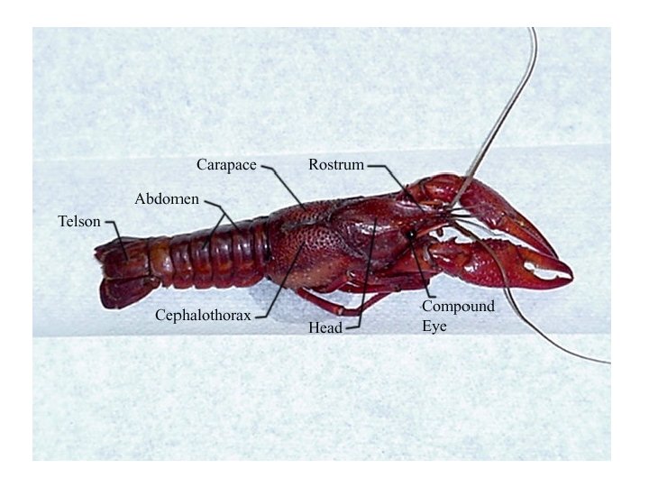 The Crayfish Freshwater bottom dwellers of streams lakes