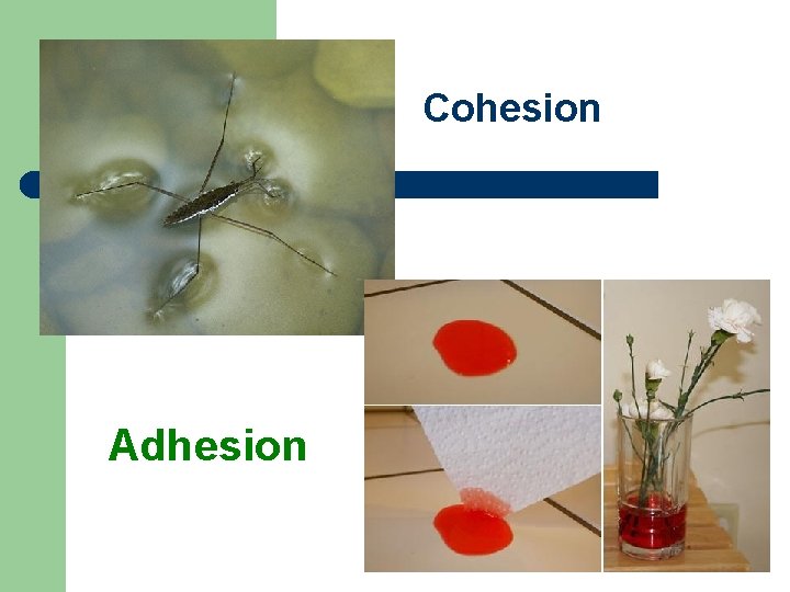 Chapter 2 Biochemistry Cooperative Activity Work together to