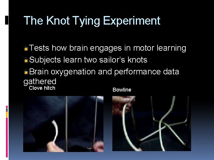 My experience in brain cognitive research for summer