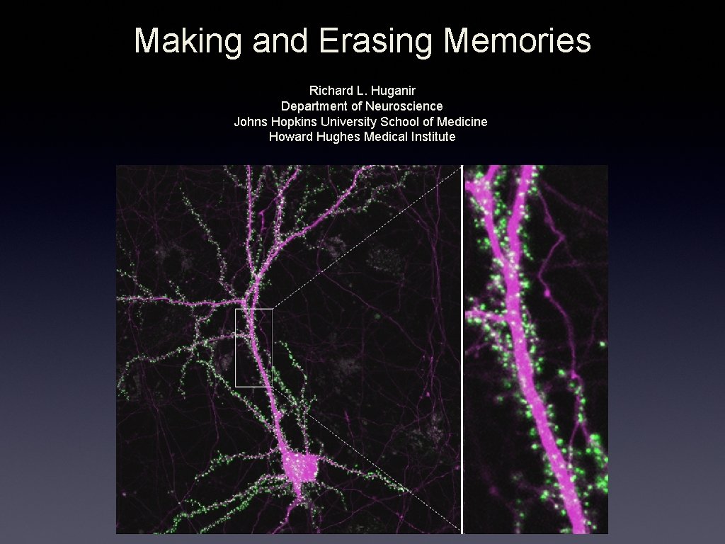 Making and Erasing Memories Richard L Huganir Department