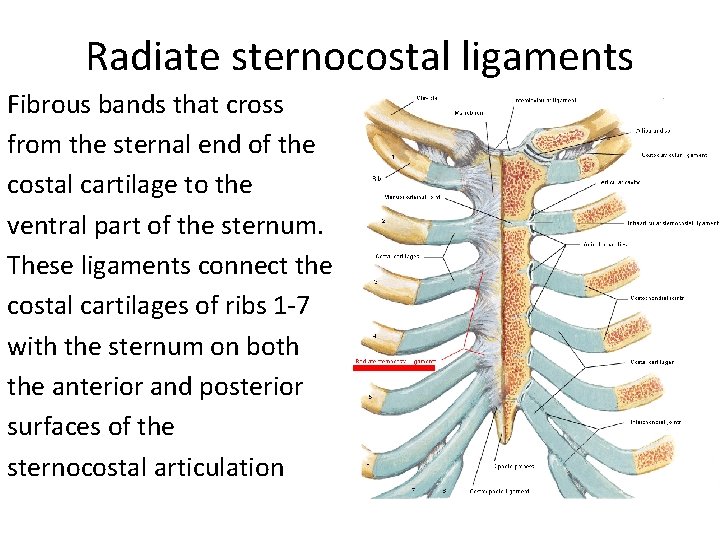 Joints and ligaments of the Thorax and the
