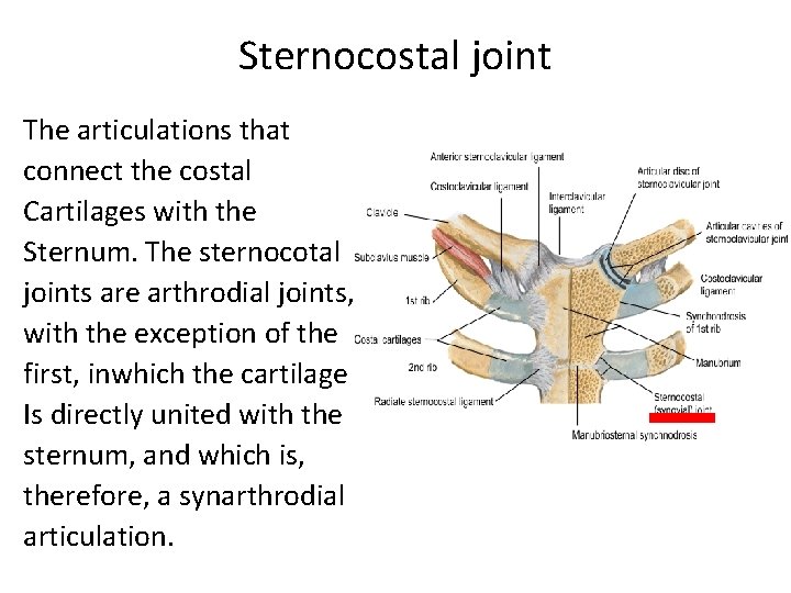 Joints and ligaments of the Thorax and the