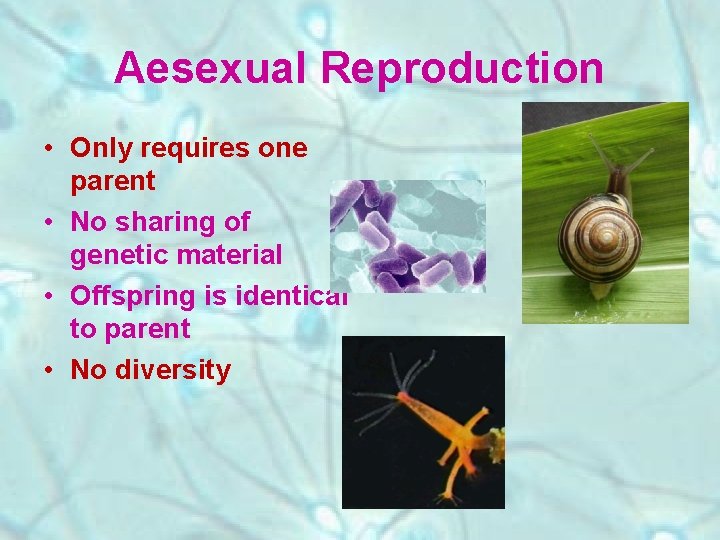 Types of Reproduction We will be focusing on