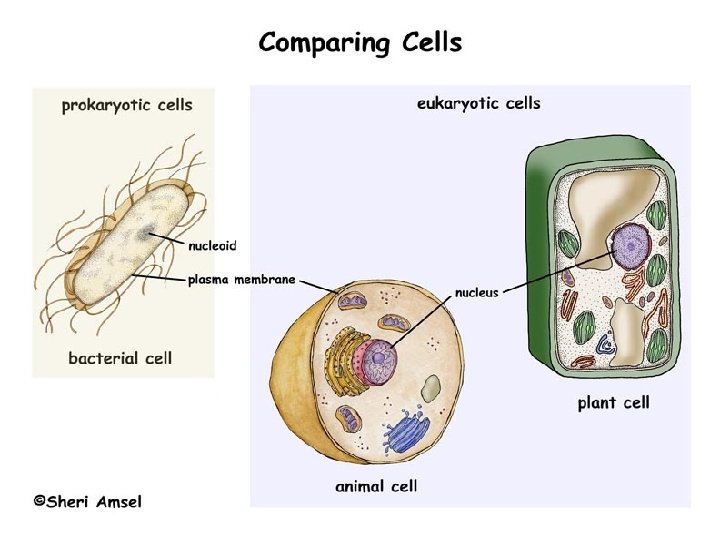 Cell Notes Use foldables to list all cell