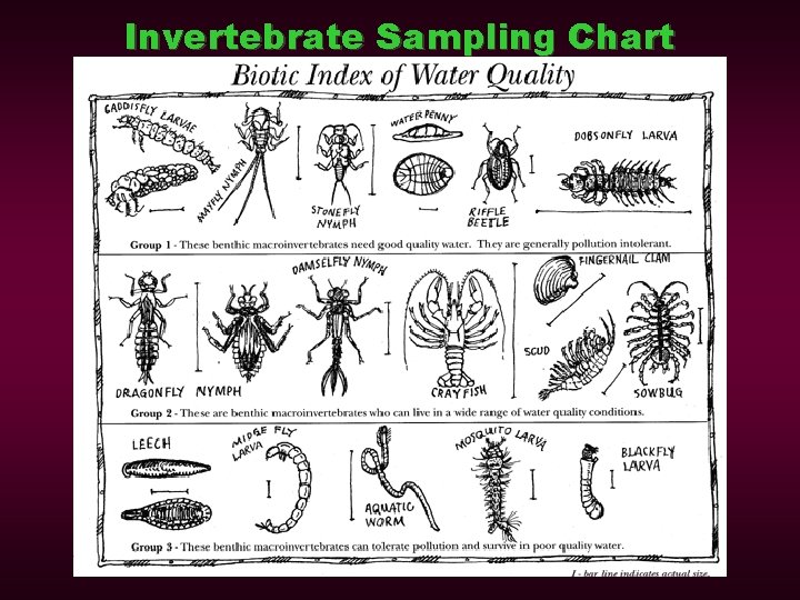 Environmental Health Chapter 3 Lesson 3 3 Biodiversity