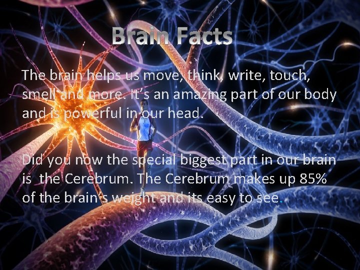 Brain Facts The brain looks soft and squooshy