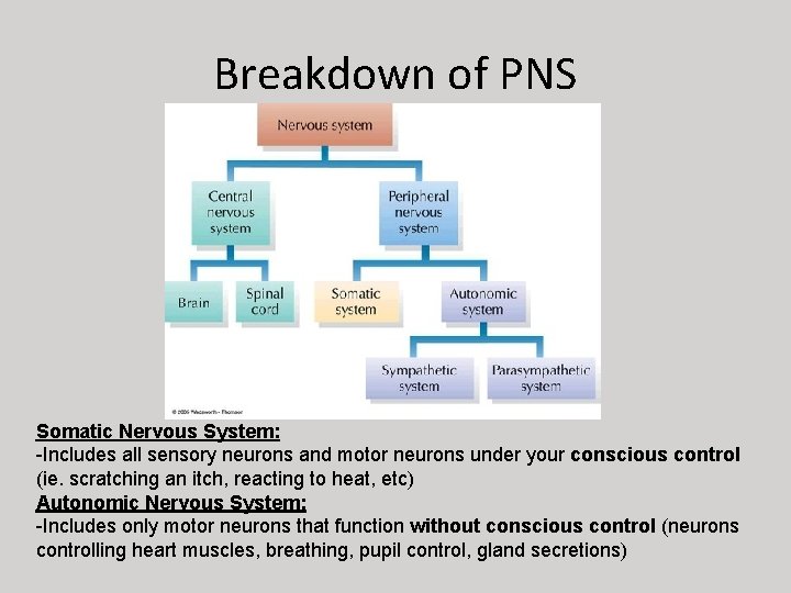 The Nervous System Learning Goal Can you describe