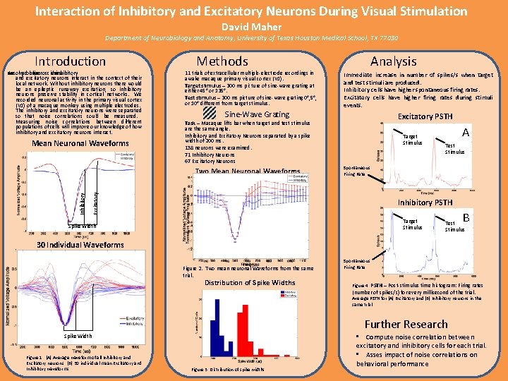 Interaction of Inhibitory and Excitatory Neurons During Visual