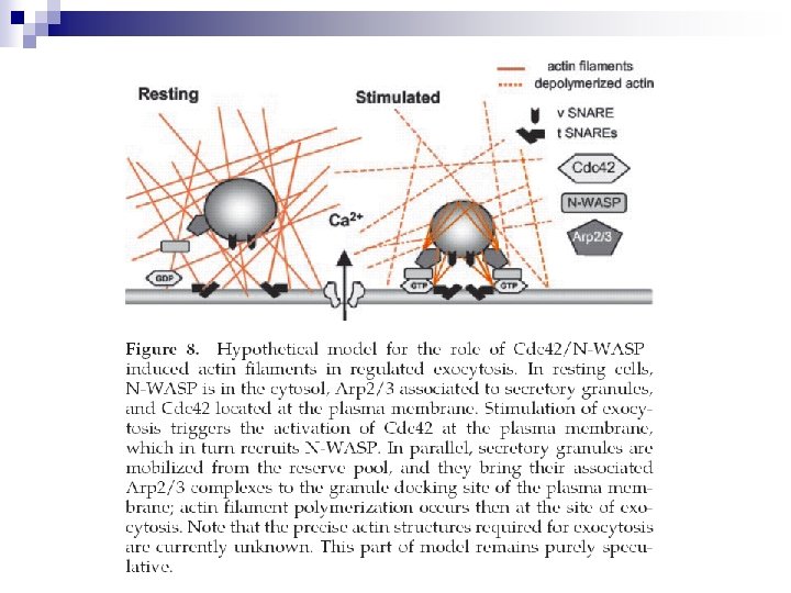 ROP 1 Signaling in Oscillatory Pollen Tubes Growth