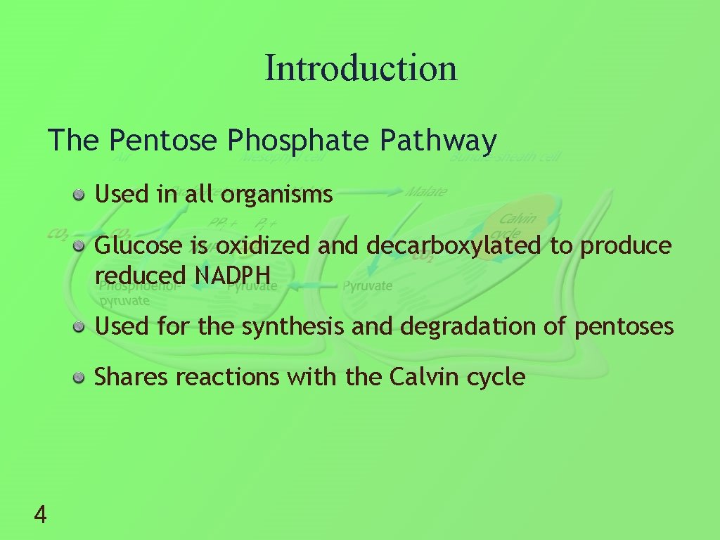Lecture 7 The Calvin Cycle and the Pentose