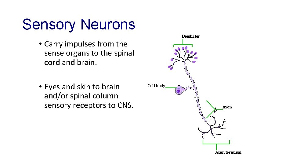 Nervous System Nervous System The main function is