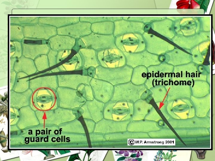 Cell Energy Photosynthesis What is the chemical form