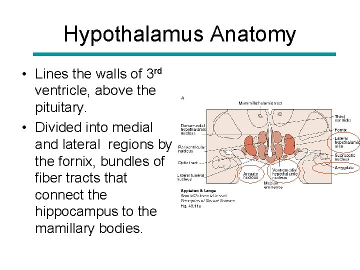 Hypothalamus and Limbic System Daniel Salzman Center for