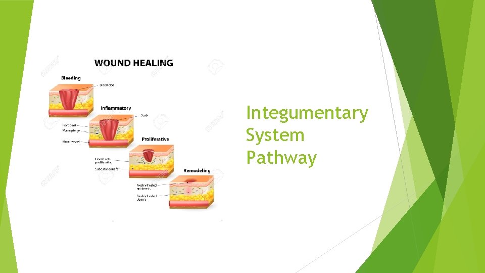 Integumentary system 3 rd hour Brenlee Angela Nora