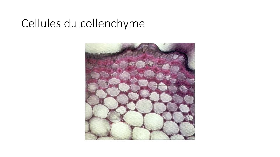 Tissus conducteurs Cellules cribles et cellules compagnes du