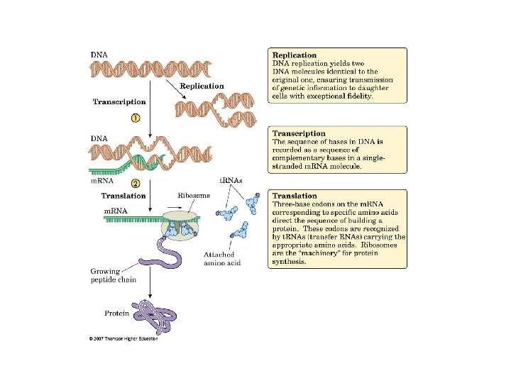 Transcription In this chapter we will describe Transcription