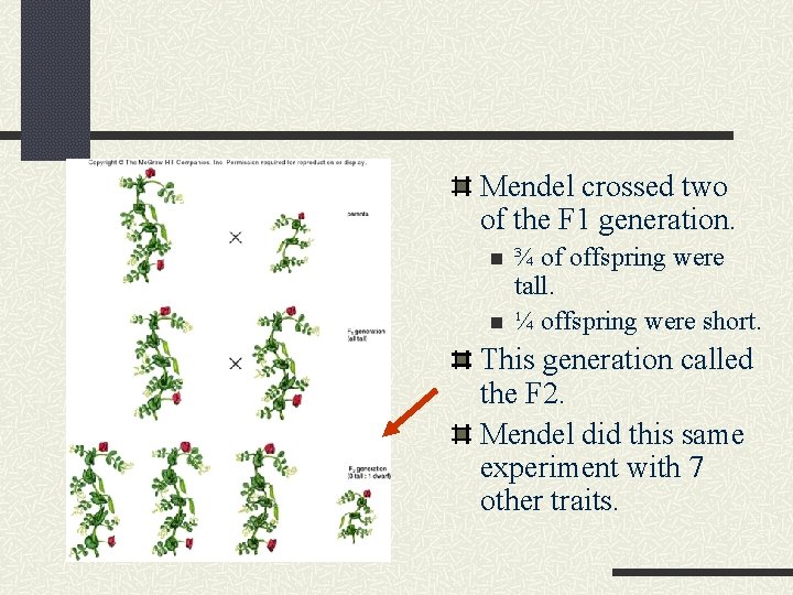 Gregor Mendel Chapter 11 Gregor Mendels Life 1822