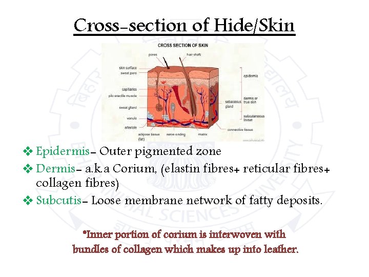 Skin and Hides A part of Unit III