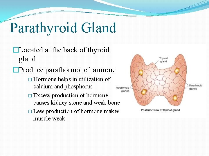Glandular System Types of Glands Exocrine Glands Endocrine