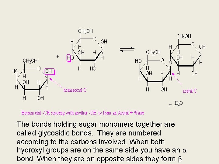 Complex Carbohydrates Objectives To learn about disaccharides and