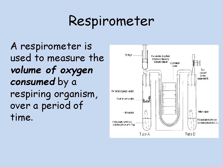 Higher Biology Unit 2 2 3 Metabolic rate