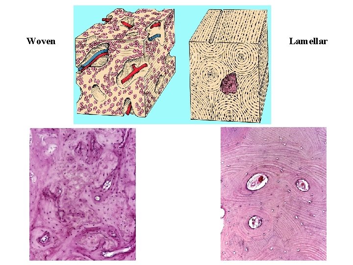 Skeletal Tissues Human Structure and Development ANHB 2212