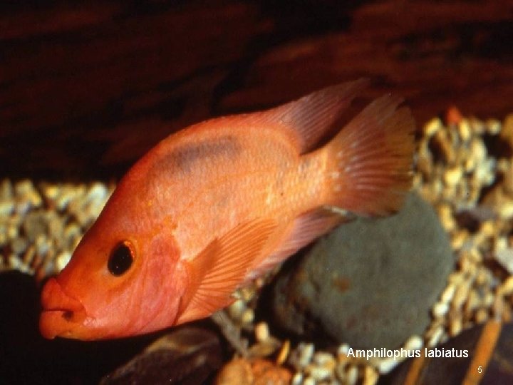 CICHLID PHOTO GALLERY North Central America By Don