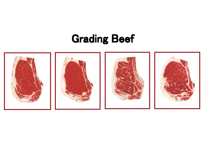 Grading Beef 1 Modest marbling 32 months What