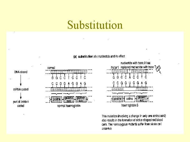 Higher Biology Chapter 16 Gene Mutations Gene Mutations