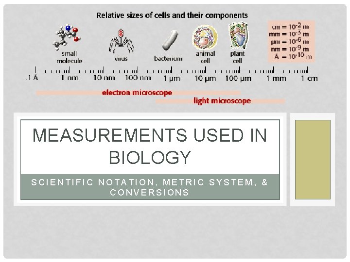 MEASUREMENTS USED IN BIOLOGY SCIENTIFIC NOTATION METRIC SYSTEM
