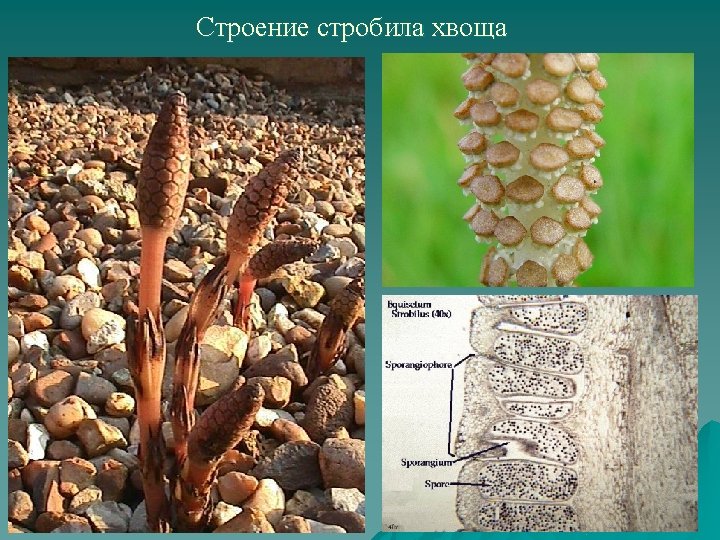 Equisetum giganteum EQUISETOPHYTA 1 Sphenophyllopsida Bowmanitidopsida ...