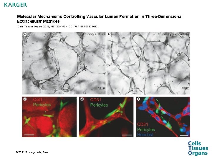 Molecular Mechanisms Controlling Vascular Lumen Formation in ...