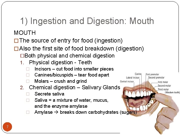 Digestive System 1 Recall Autotrophs organisms that make