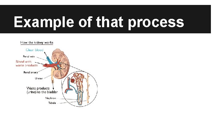 Dialysis Rachel Peterson Sam Boyd Miranda Franyovich Cosette
