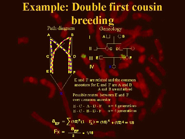 Chapter 4 Relationship and inbreeding Definitions Calculation of