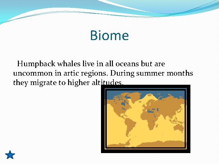Humpback Whale By Danielle Biome Humpback whales live