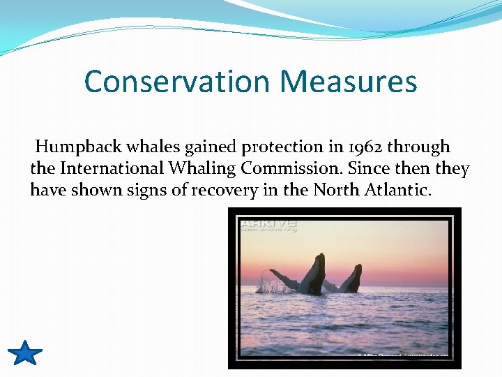 Humpback Whale By Danielle Biome Humpback whales live