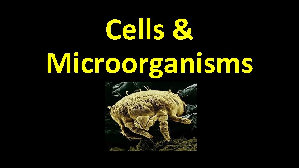 Cells Microorganisms Cells 1 What are cells the
