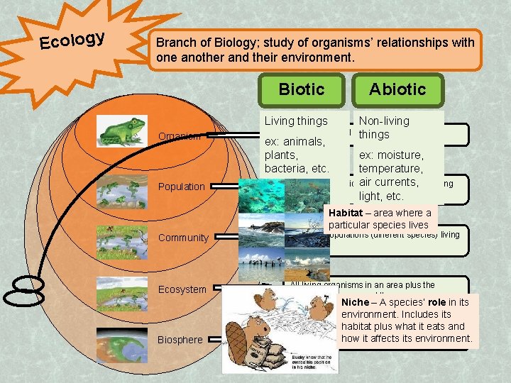 Ecology Branch of Biology study of organisms relationships
