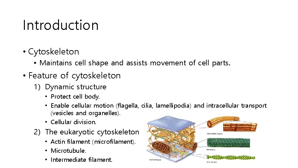 Immunocytochemistry 67 Introduction Cytoskeleton Maintains cell shape and