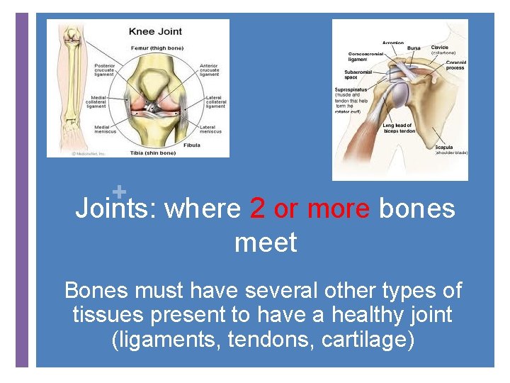 What do you know about bones and muscles