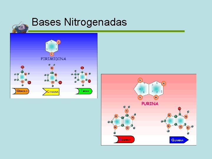 Biomolculas Orgnicas Molculas orgnicas Compuestos orgnicos Son aquellas