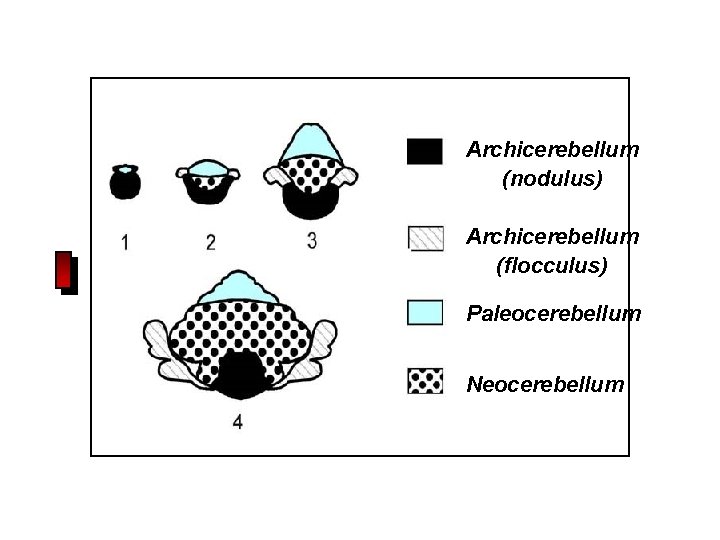 Cerebellum External Configurations located in posterior cranial fossa