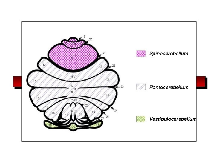 Cerebellum External Configurations located in posterior cranial fossa