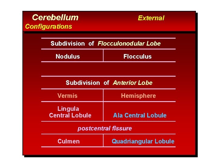 Cerebellum External Configurations located in posterior cranial fossa