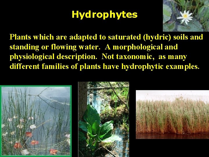 Aquatic Plants and the Environment First midterm review