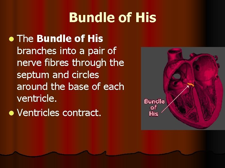 The Heart Part 2 Heart beat Cardiac Cycle