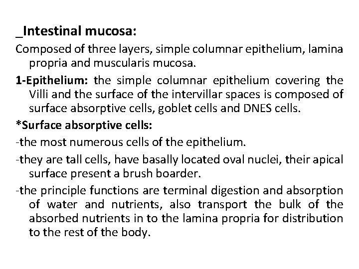 Intestinal mucosa Composed of three layers simple columnar